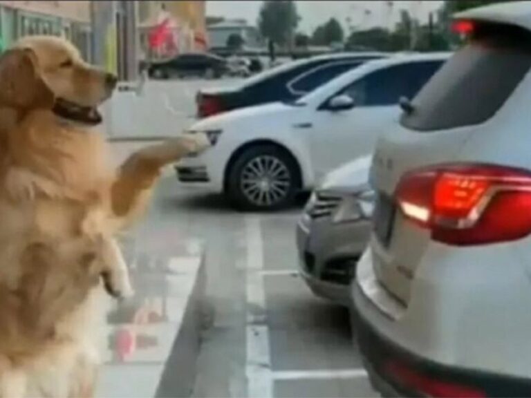 ¡Guau, guau! El perrito ‘viene, viene’, se viraliza en redes